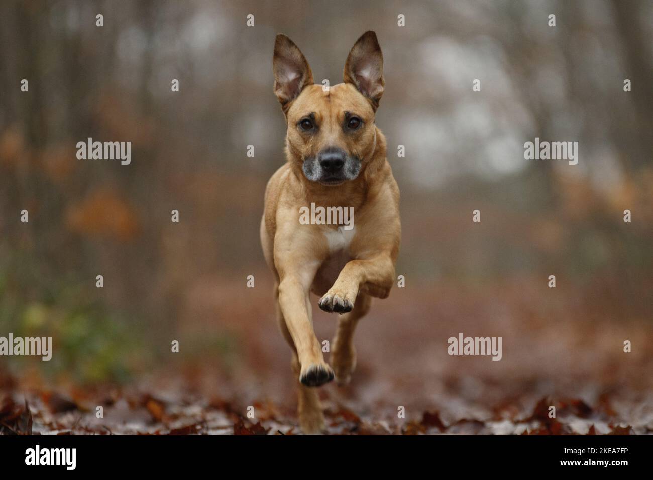Running staffordshire terrier hi-res stock photography and images - Alamy
