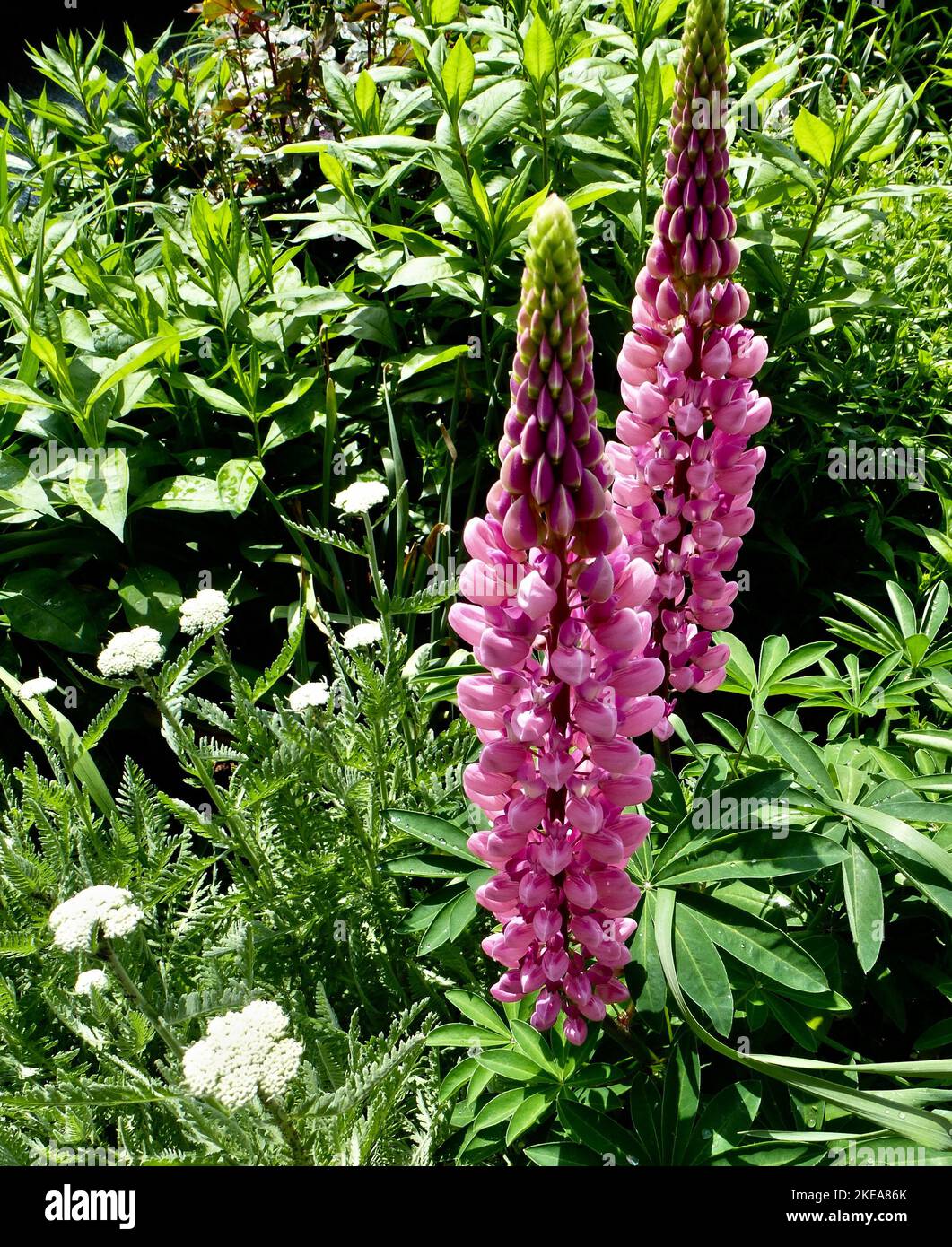 A vertical closeup of Lupinus polyphyllus, big-leaved lupine surrounded ...