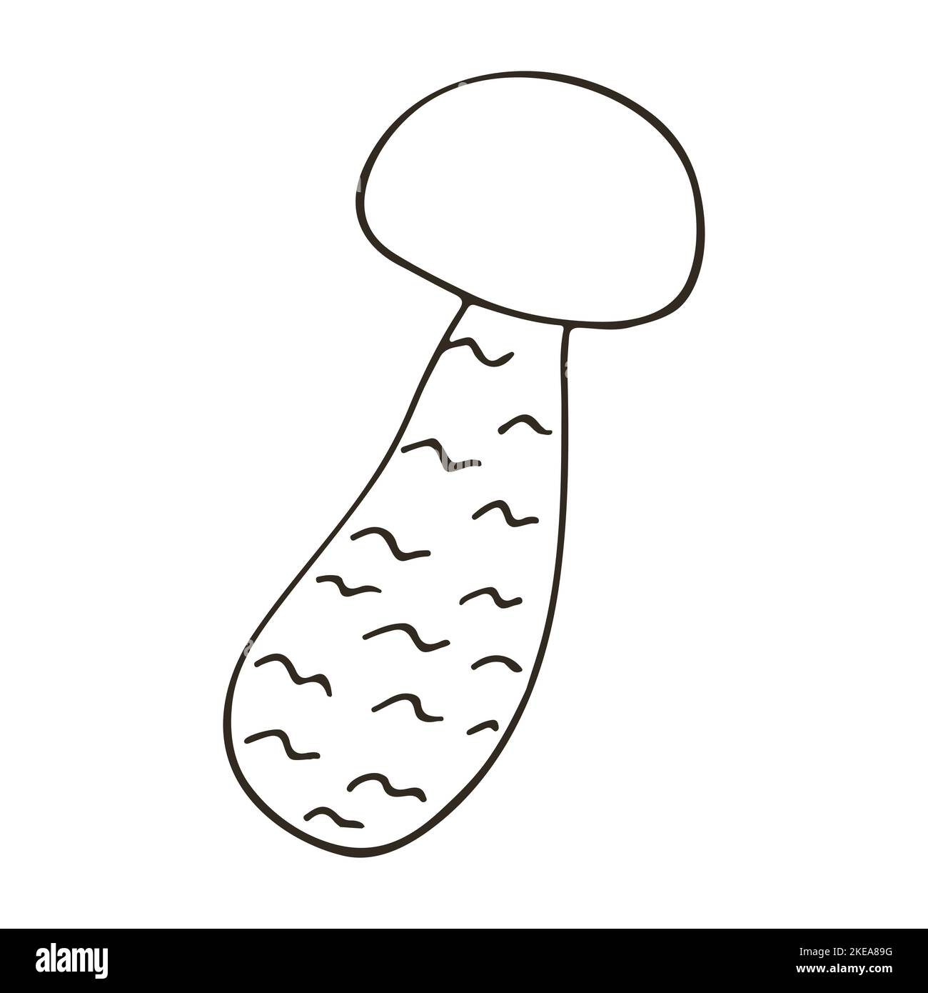 Cortinarius esculentus. Autumn illustration in hand drawn style ...