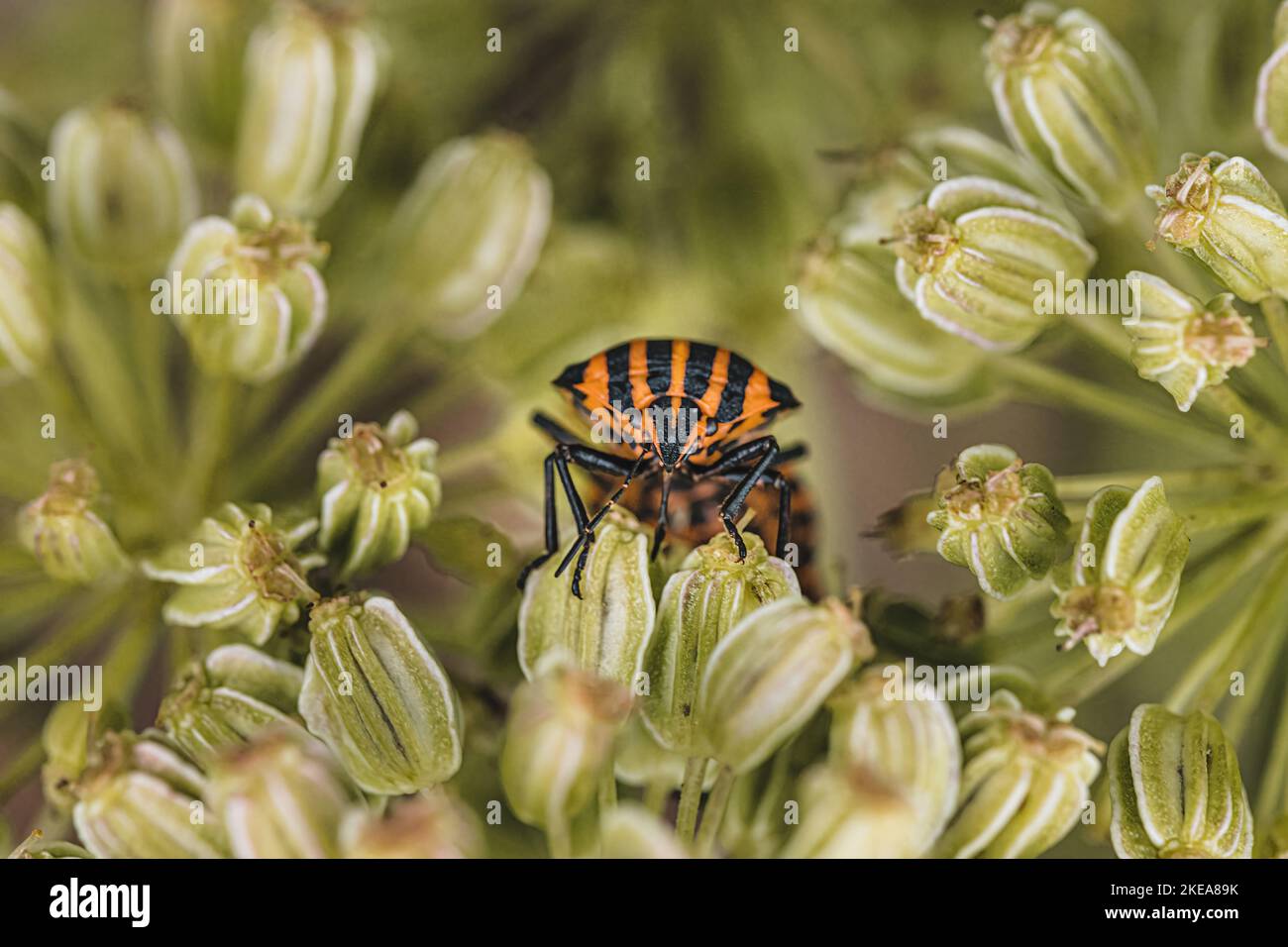 A closeup of a striped shield bug on the plant. Graphosoma lineatum ...
