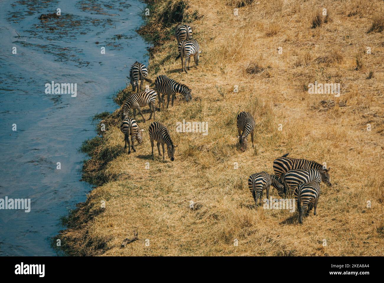 Stunning capture of Zebras close to the river Stock Photo - Alamy