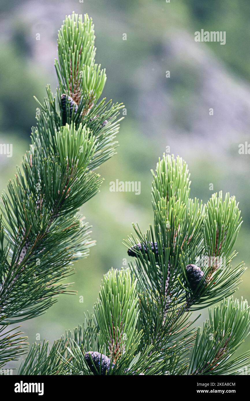 A vertical shot of pine tree spikes Stock Photo - Alamy