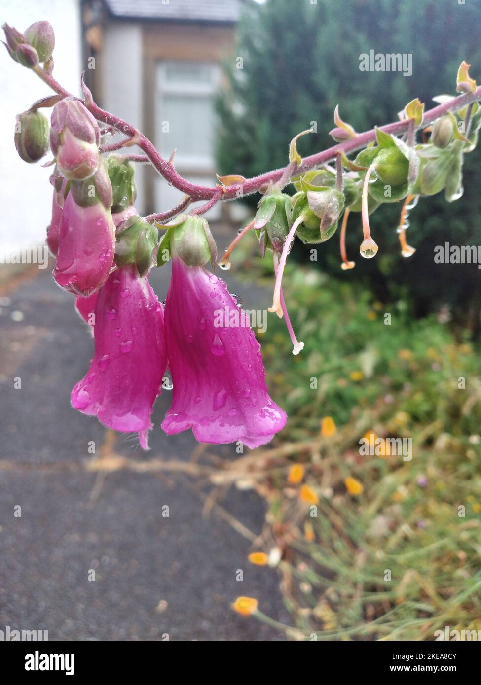 A vertical shot of morning dew drops on pink bell flowers Stock Photo ...