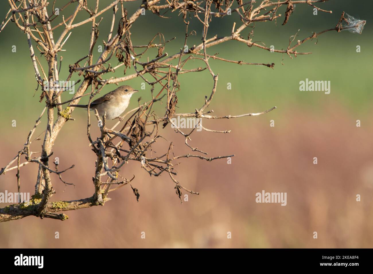 Eurasian reed warbler (Acrocephalus scirpaceus) perched on dry branches ...