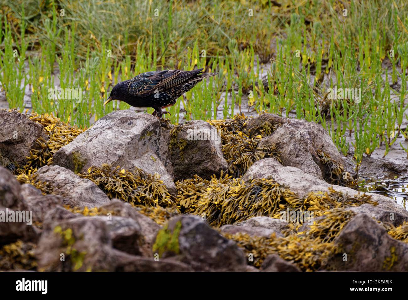 Starling foraging amongst the seaweed at Conwy salt marsh Stock Photo ...