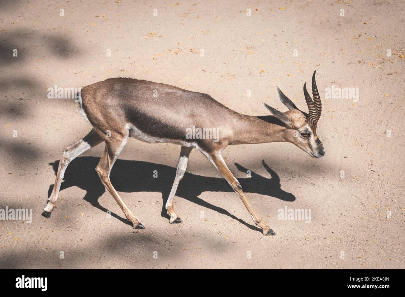 Cuvier's gazelle hi-res stock photography and images - Alamy