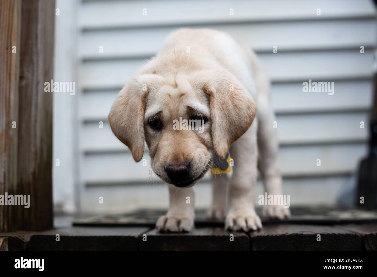 Standing poor dog hi-res stock photography and images - Alamy