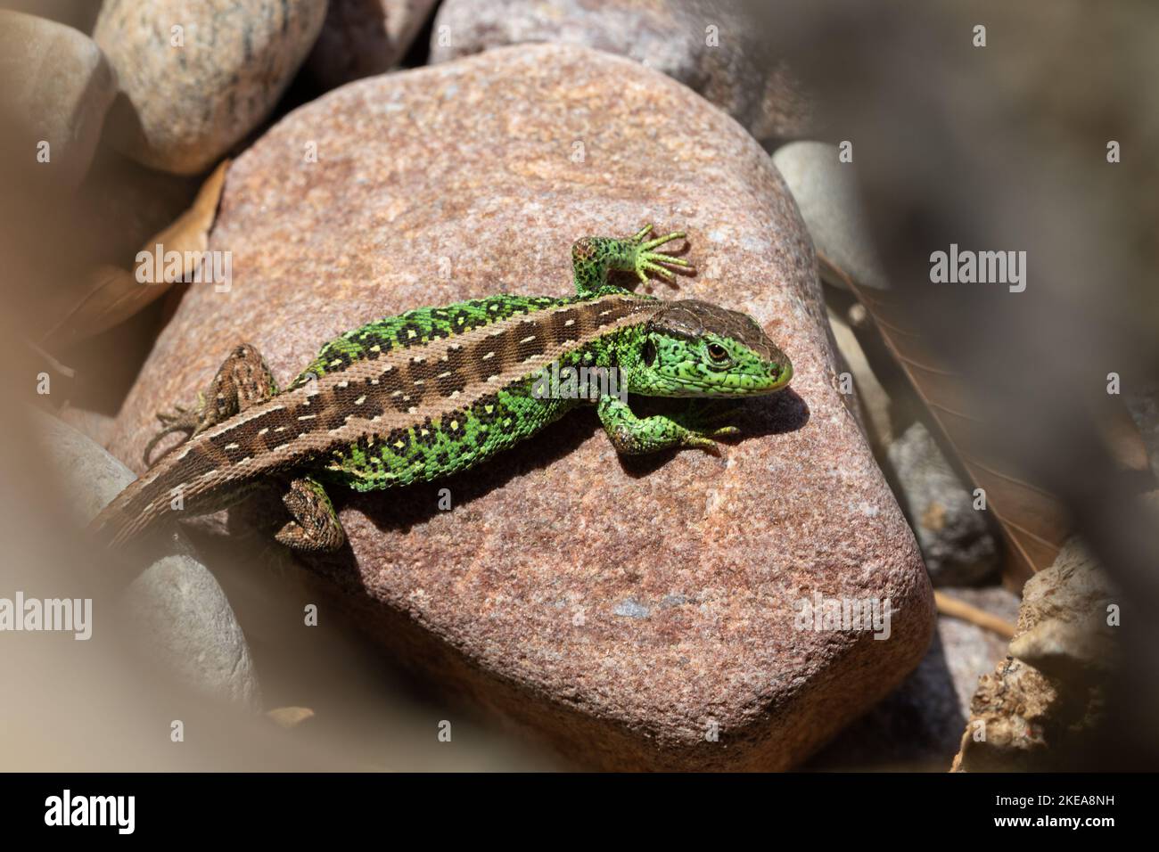 Sand lizard (Lacerta agilis) basking in the sun on a warm stone Stock ...