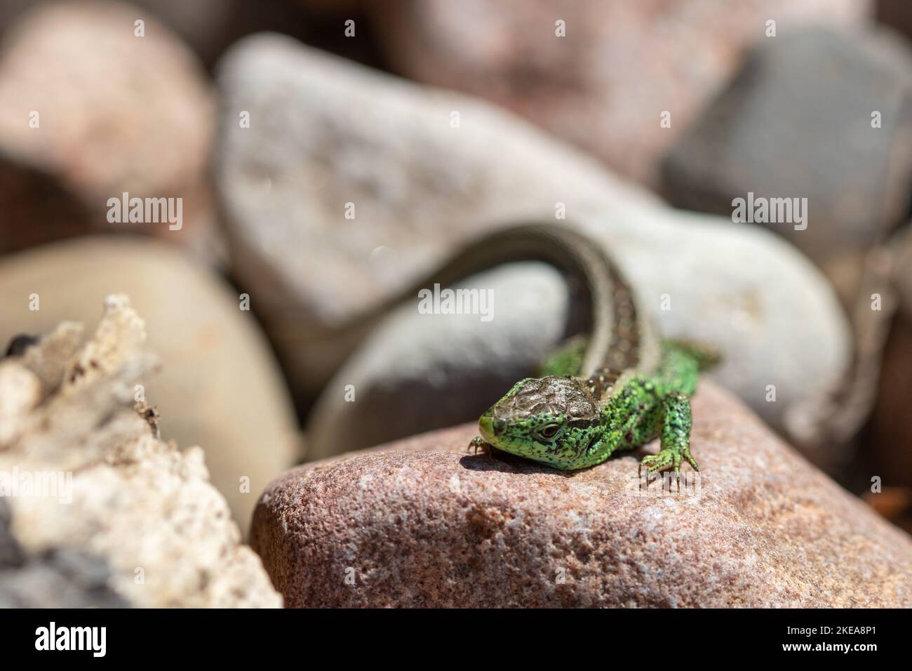 Sand lizard (Lacerta agilis) basking in the sun on a warm stone Stock ...