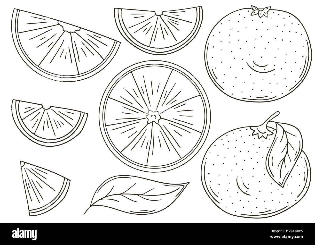 Grapefruit, red orange. Set of vector illustrations in hand drawn style ...