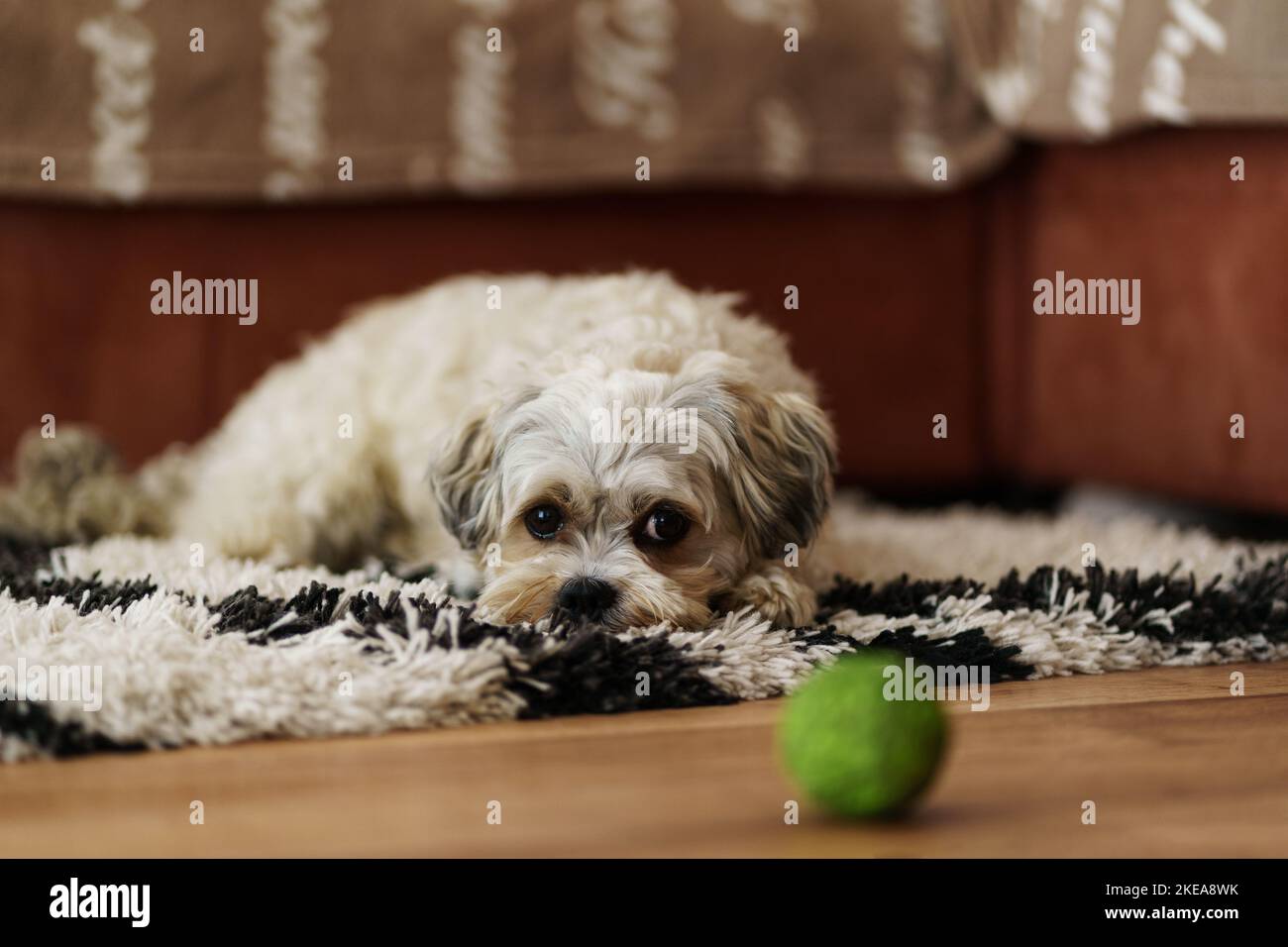Small dog Maltese lies on the floor and looks at the ball Stock Photo ...