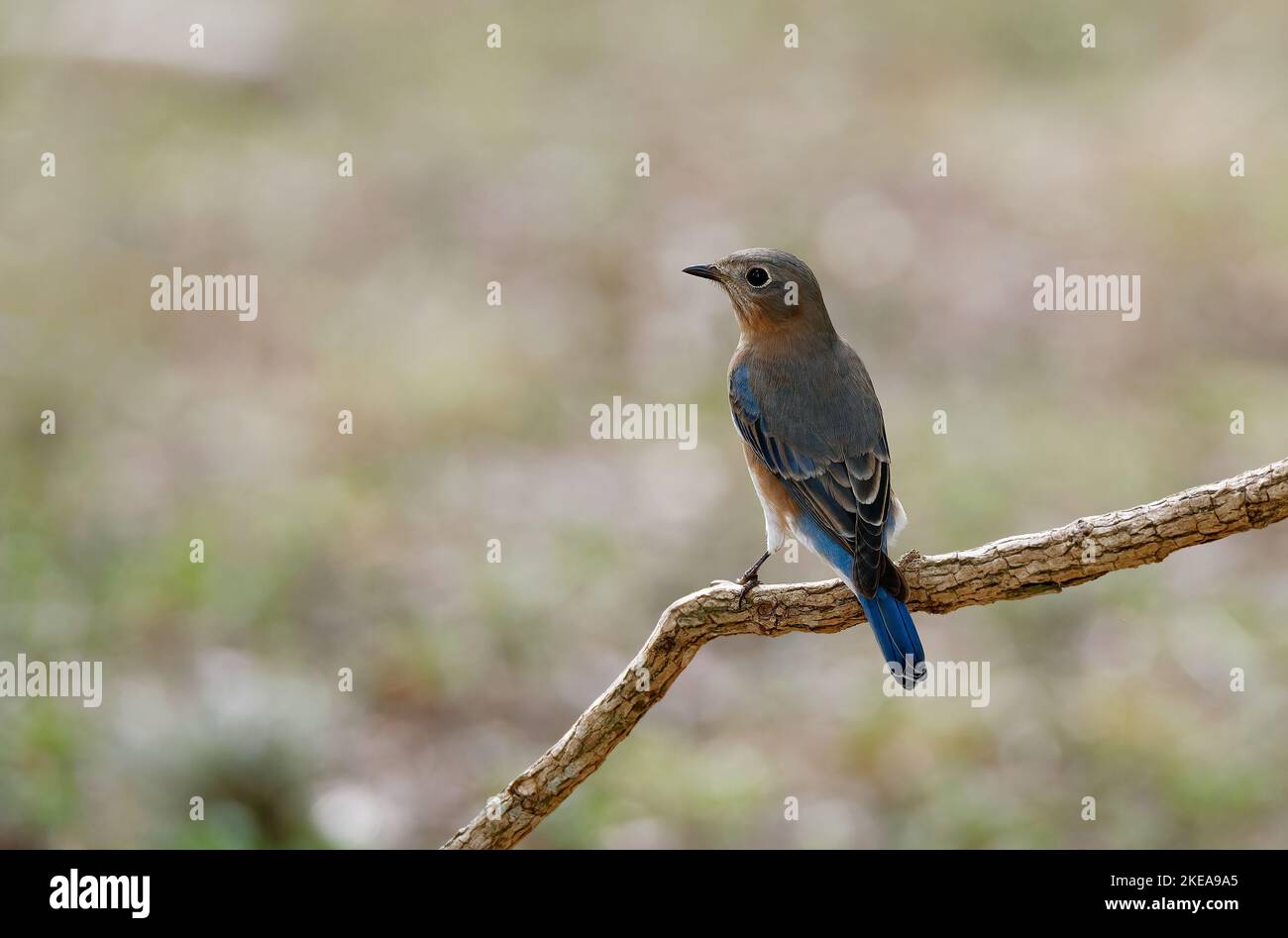 A macro of a female eastern bluebird on a tree branch Stock Photo - Alamy