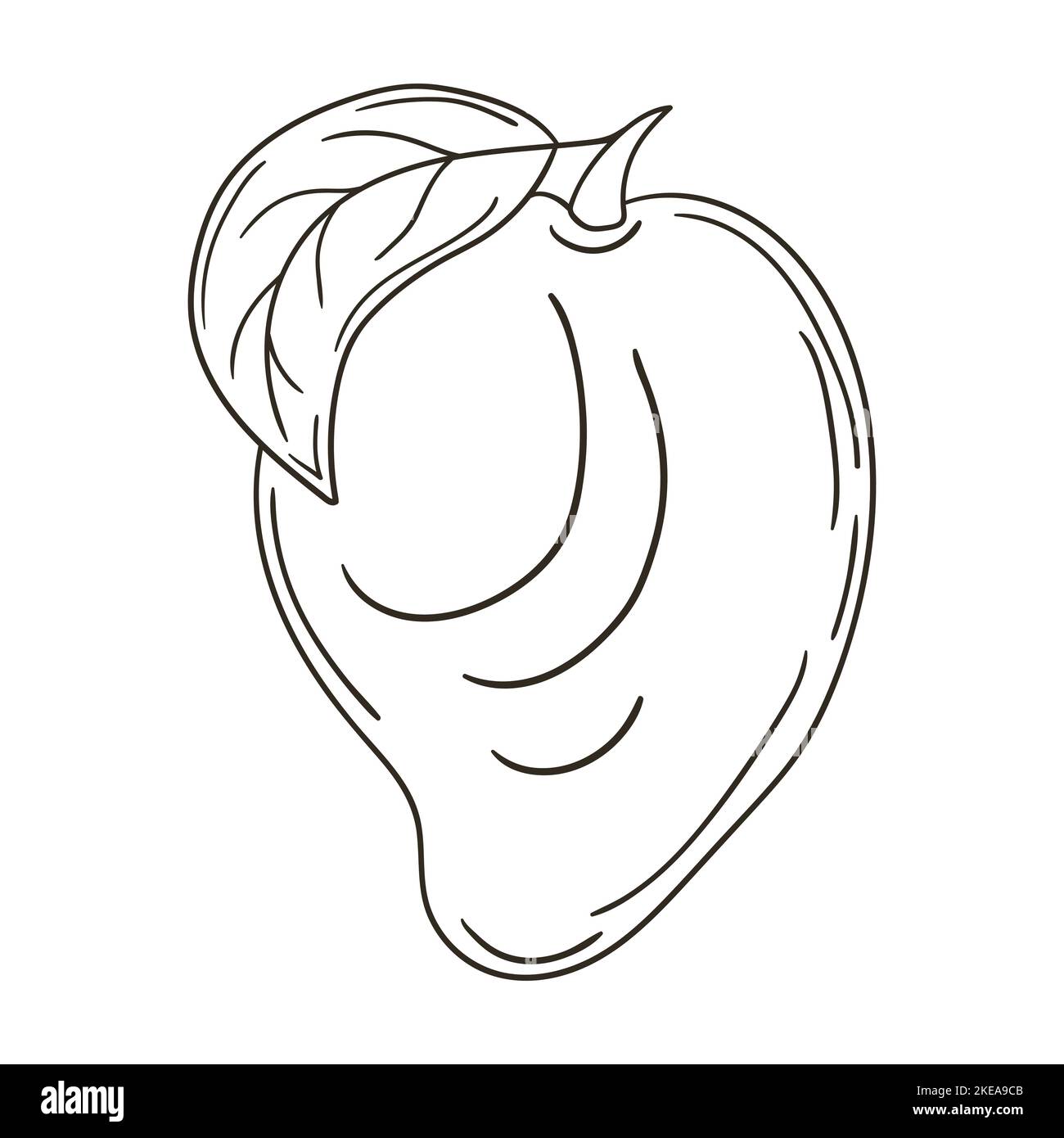 Mango. Coloring in hand drawn style. Children's drawings, exotic fruit ...