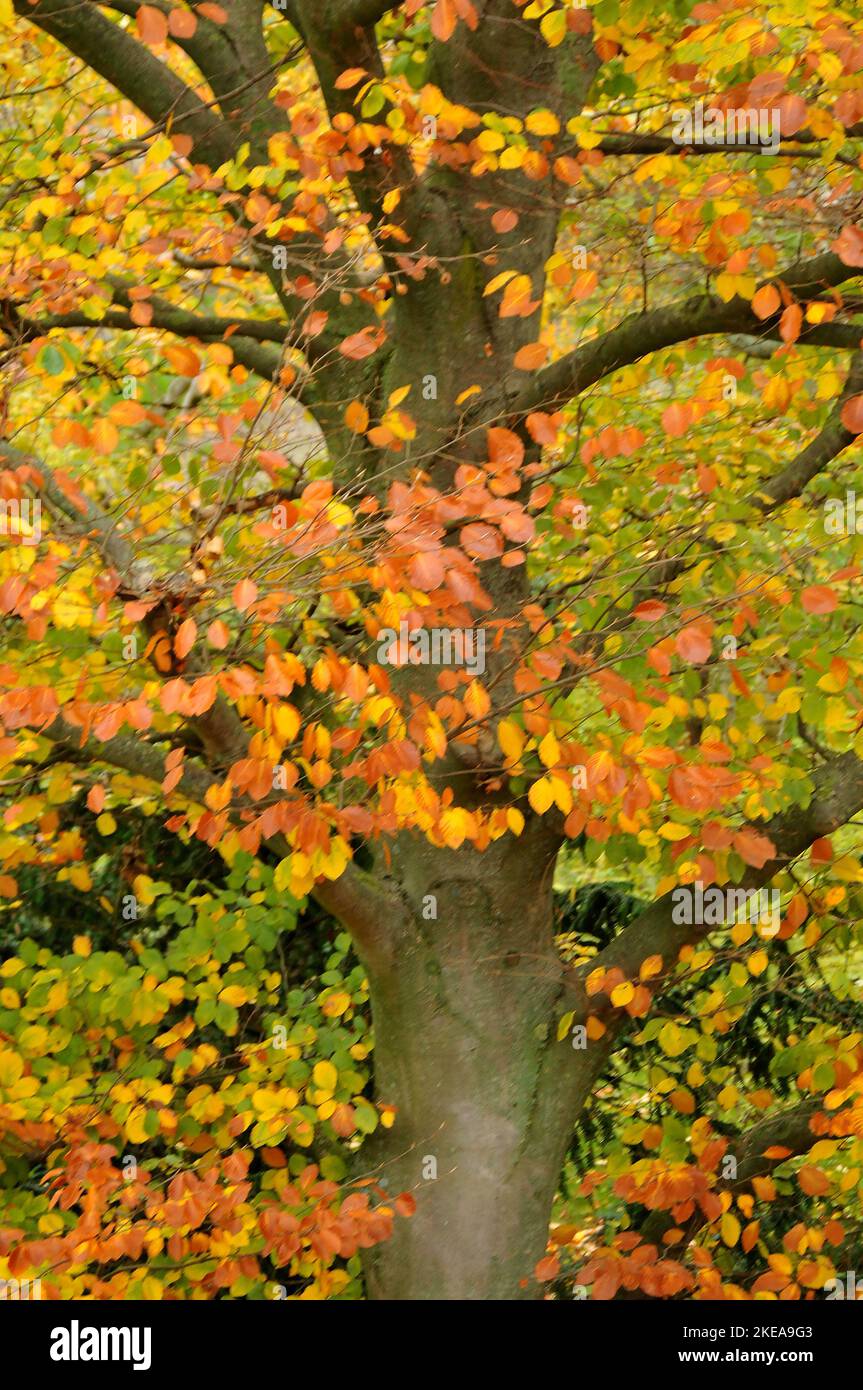 Copenhagen/Denmark/11 November 2022/Autumn or fall colour of tree and ...