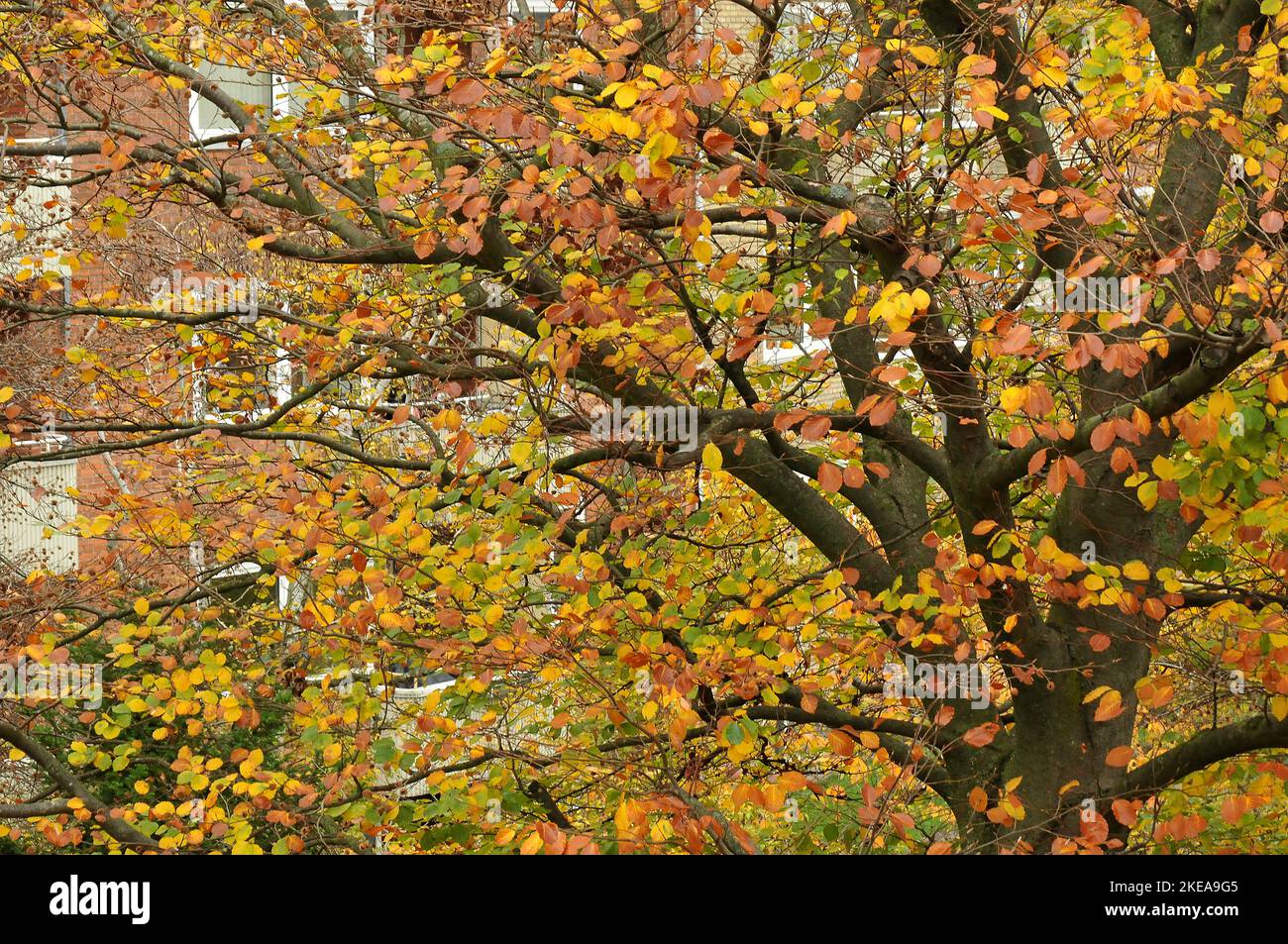 Copenhagen/Denmark/11 November 2022/Autumn or fall colour of tree and ...