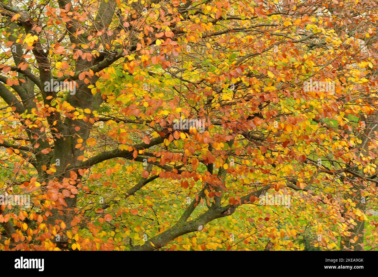 Copenhagen/Denmark/11 November 2022/Autumn or fall colour of tree and ...
