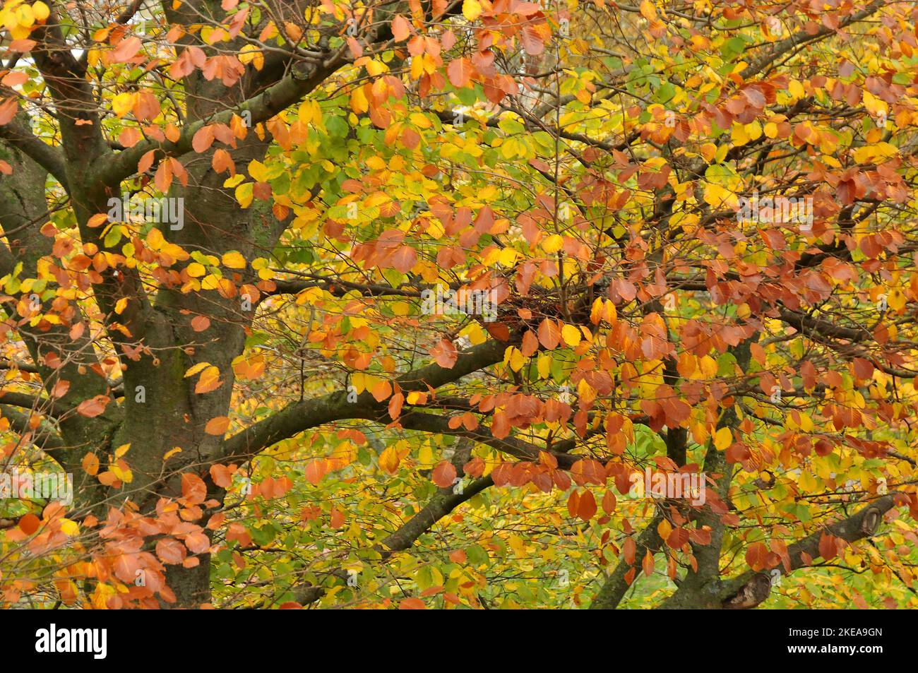 Copenhagen/Denmark/11 November 2022/Autumn or fall colour of tree and ...