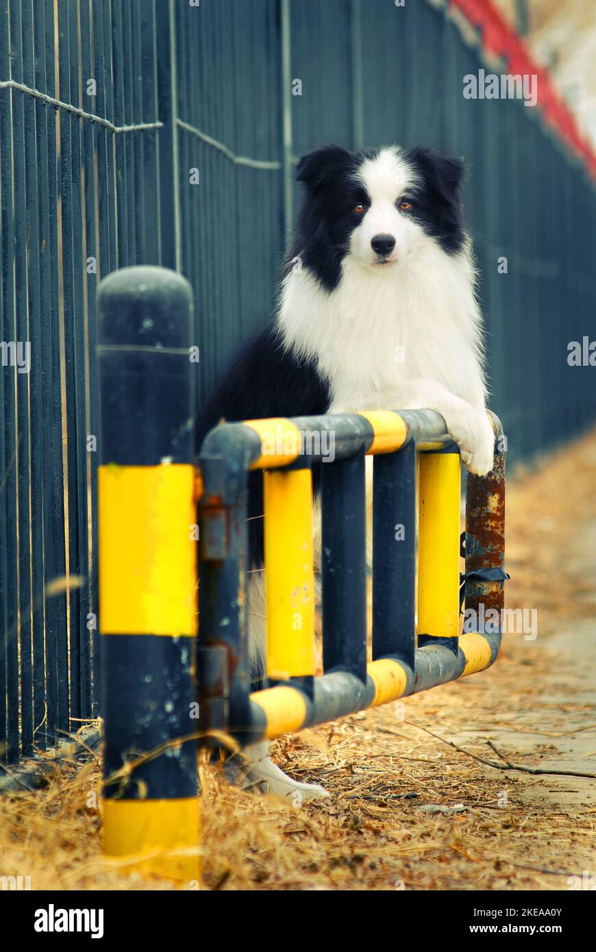 Black&White Border Collie in Golden Wood, enjoy the late autumn and ...