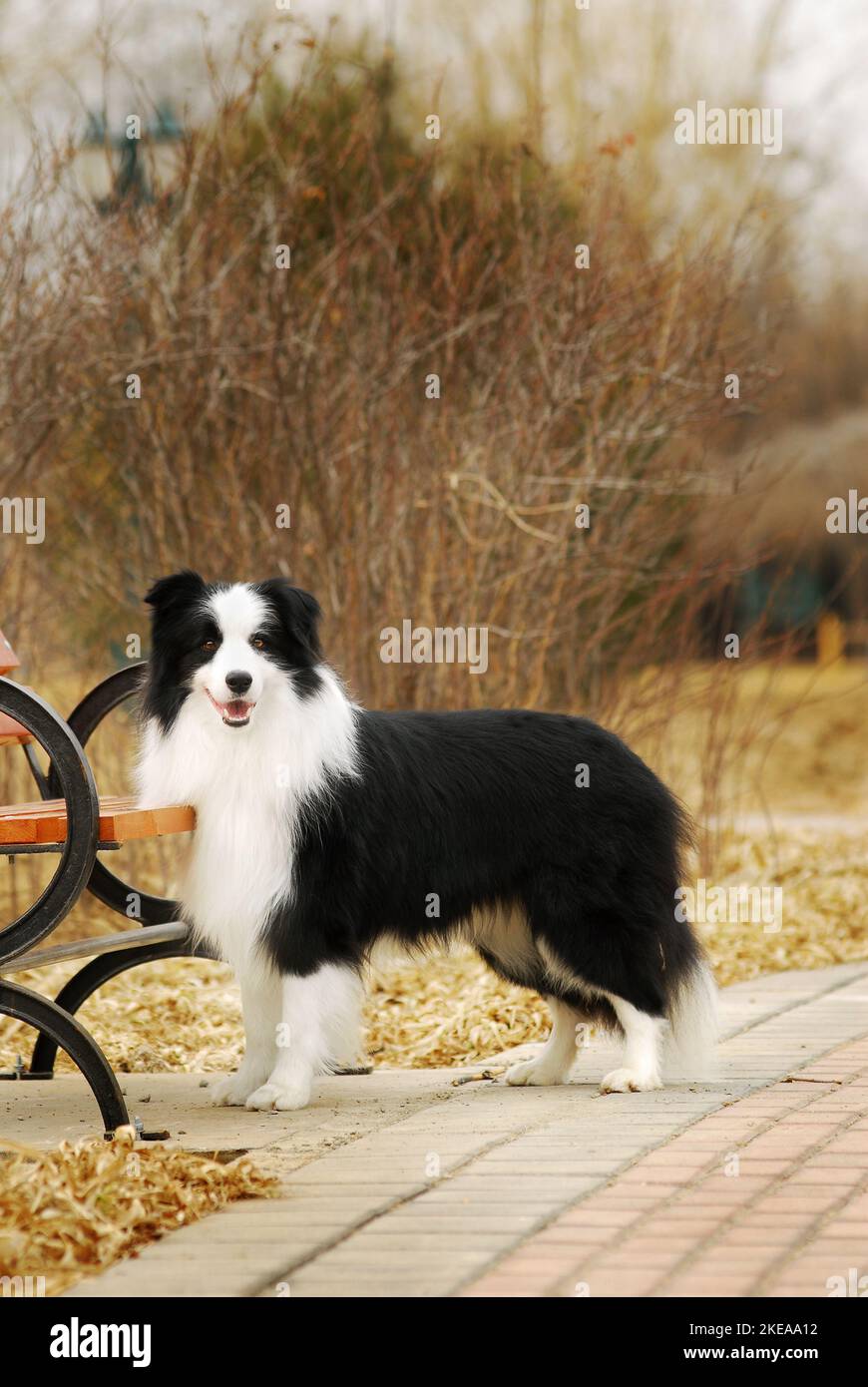Black&White Border Collie in Golden Wood, enjoy the late autumn and ...