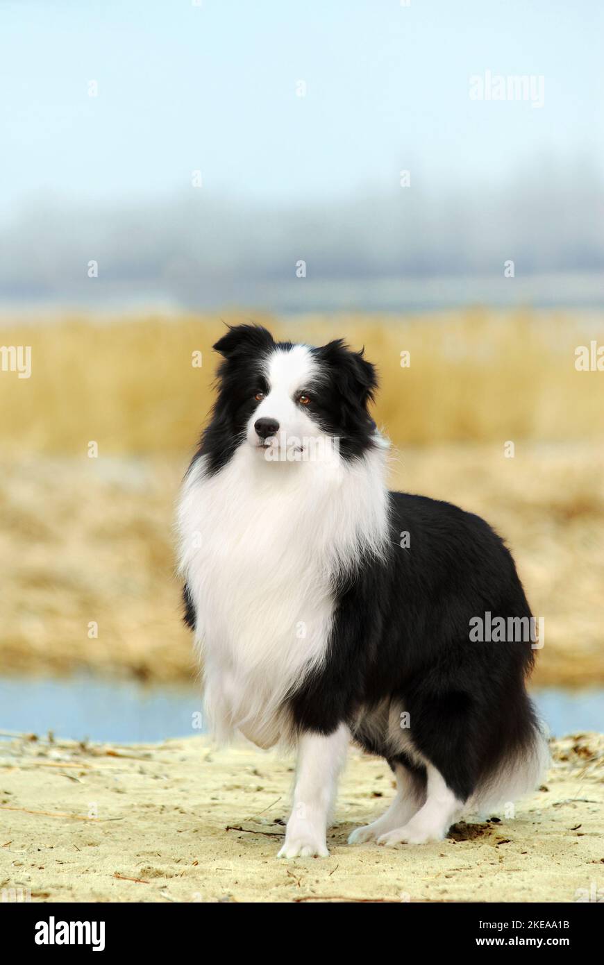 Black&White Border Collie in Golden Wood, enjoy the late autumn and ...