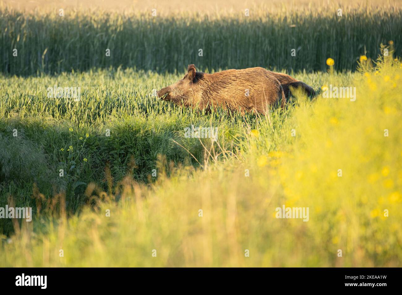 Wild boar (Sus scrofa) walking through a grain field in summer light ...