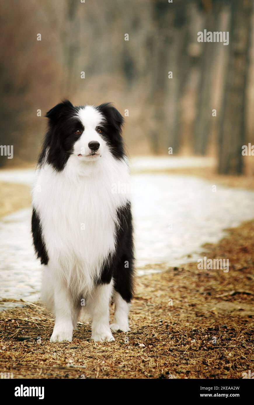 Black&White Border Collie in Golden Wood, enjoy the late autumn and ...