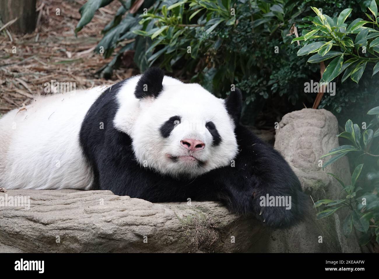 A closeup shot of a Qinling panda laying on a large rock in the forest ...