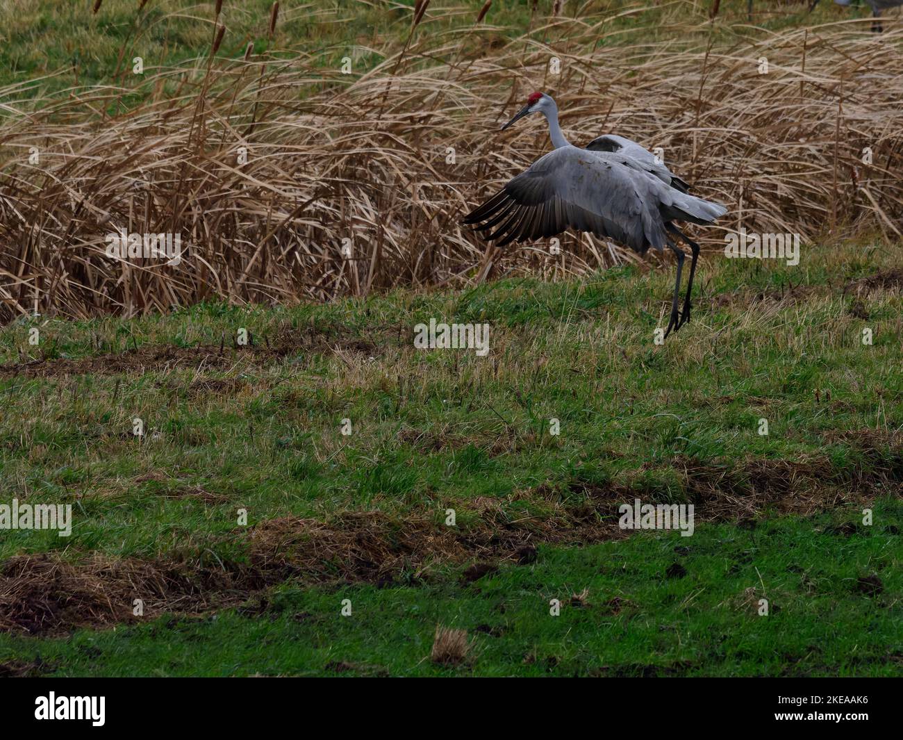 A closeup shot of a sandhill crane flying in the field in Indiana, USA ...