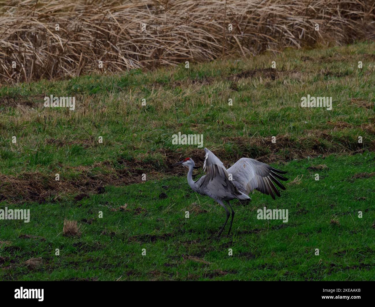 A closeup shot of a sandhill crane flying in the field in Indiana, USA ...