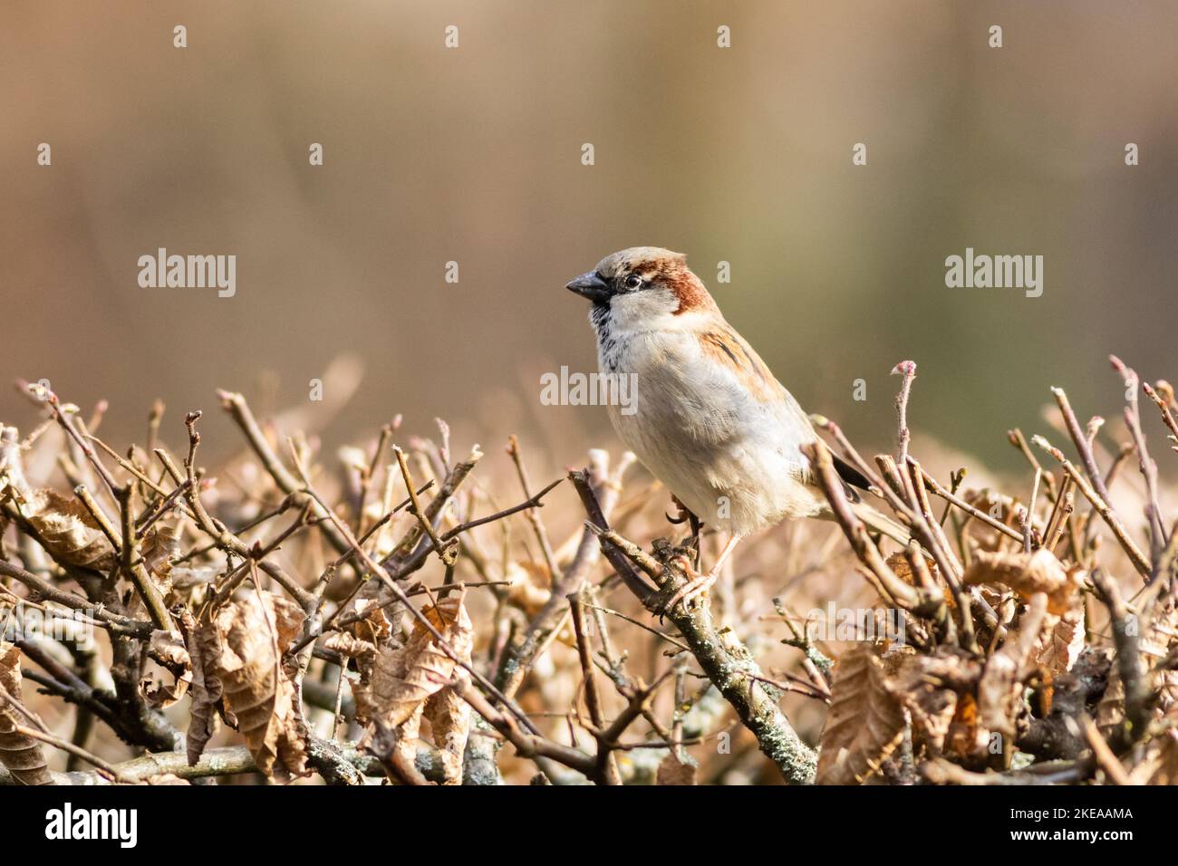 Sparrow on bushes hi-res stock photography and images - Alamy