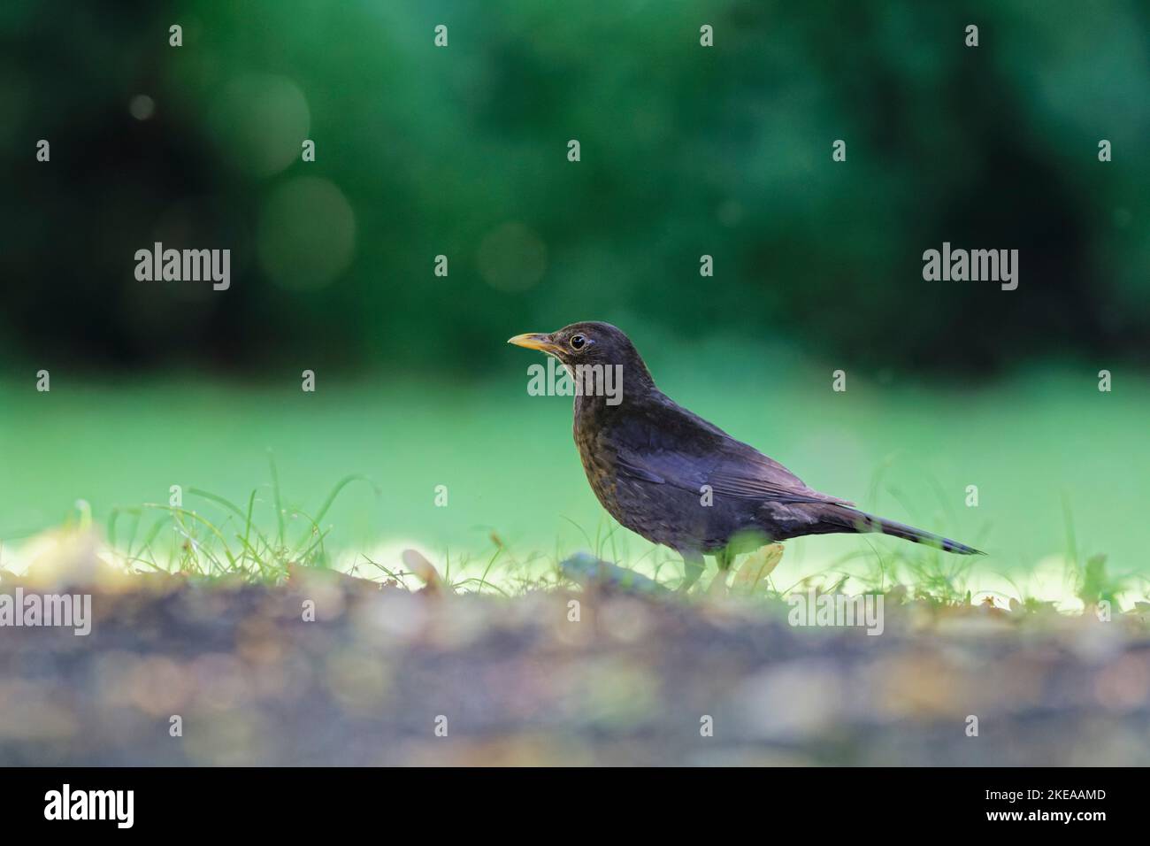 Common blackbird (Turdus merula) standing on grass in soft morning ...