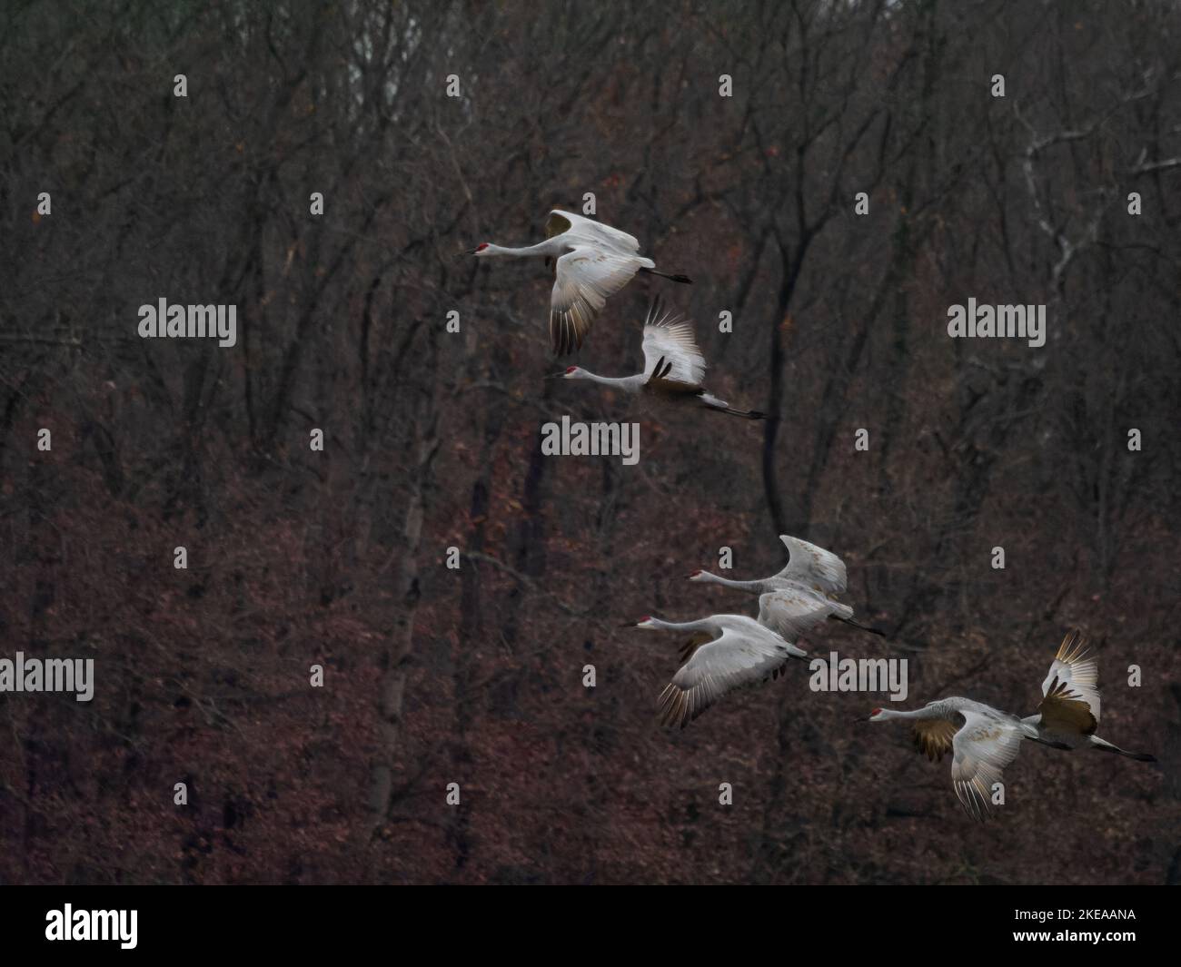 A closeup shot of sandhill cranes flying in Indiana, USA Stock Photo ...