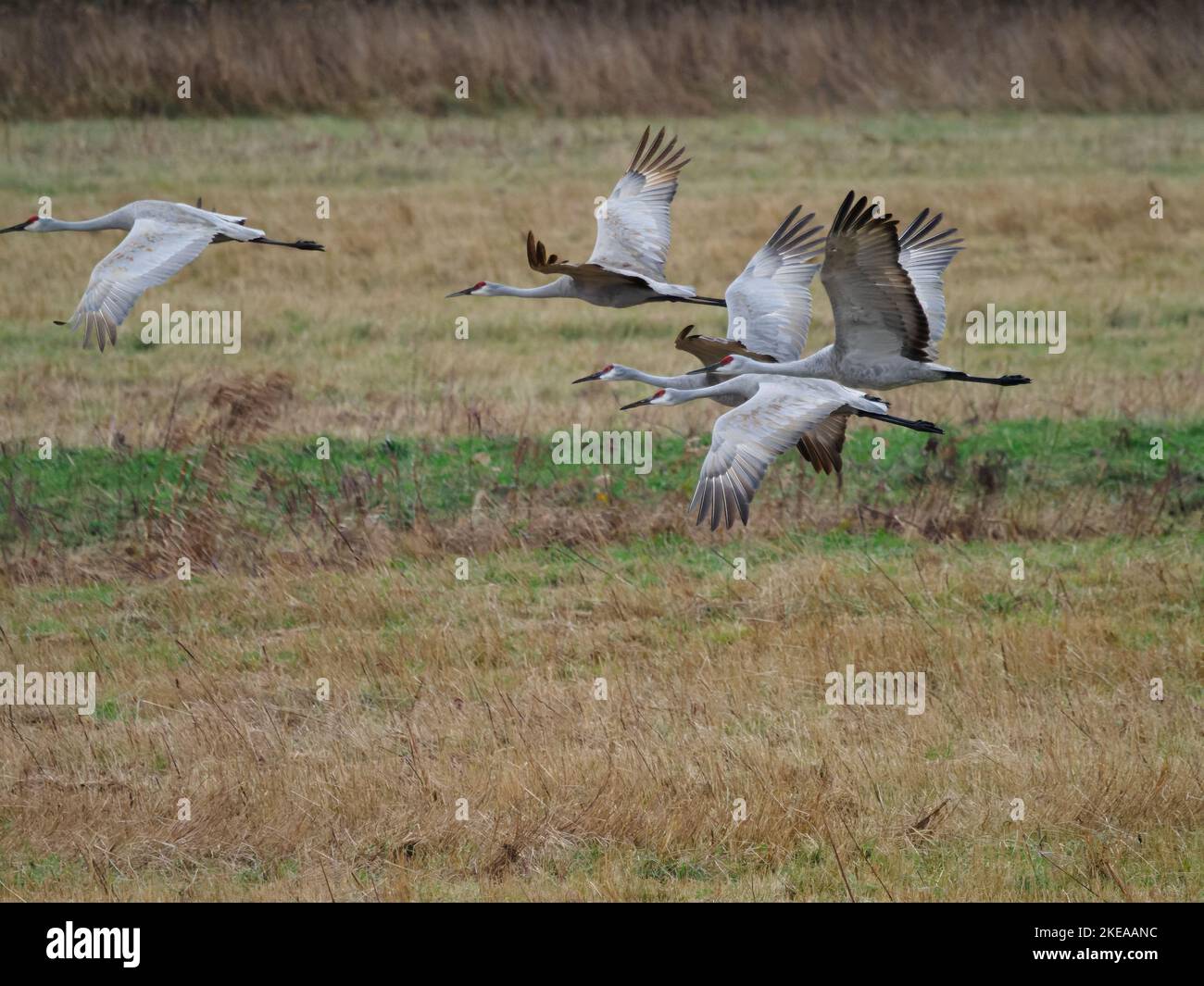 A closeup shot of sandhill cranes flying in Indiana, USA Stock Photo ...