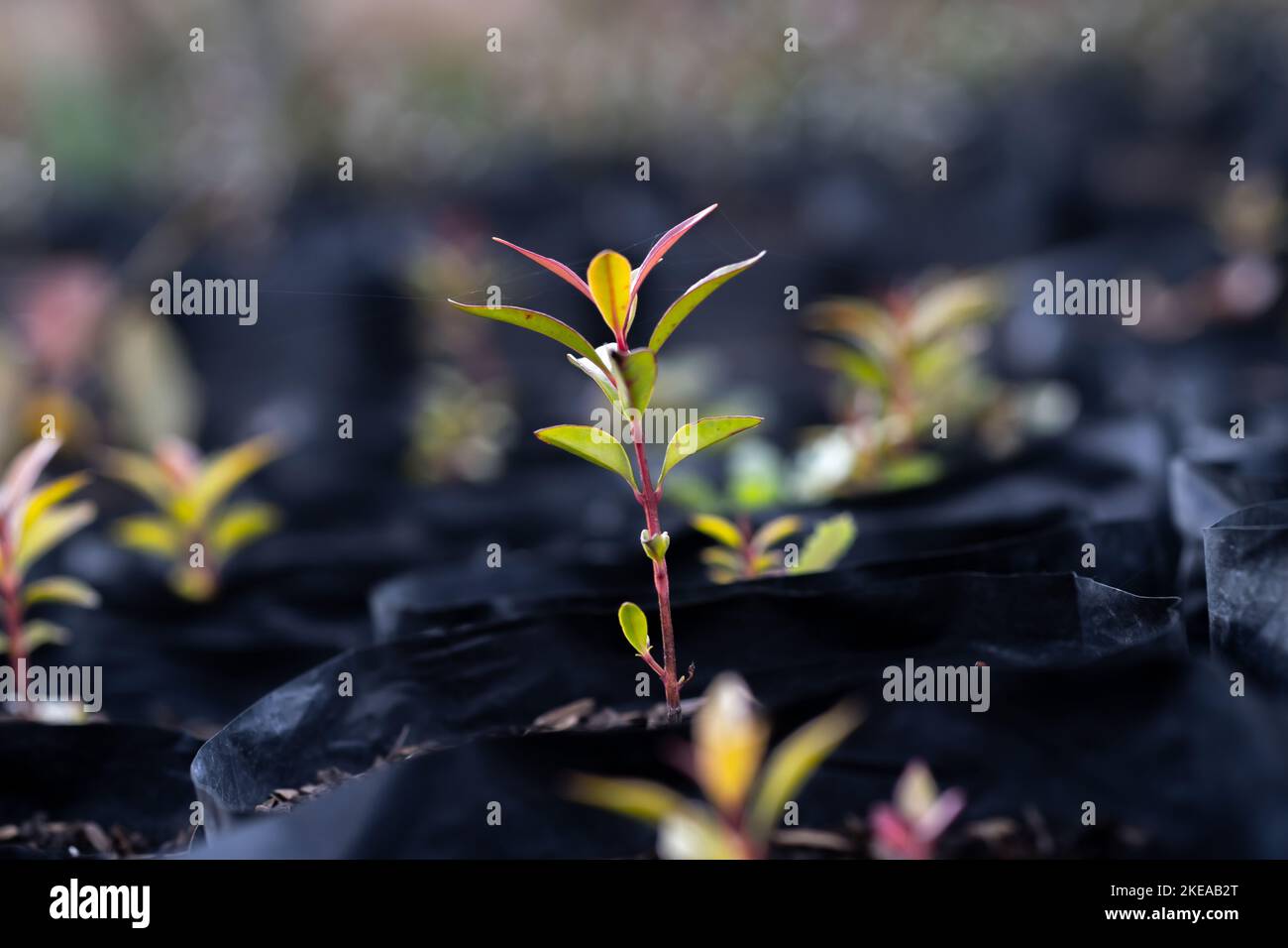 Khat plant hi-res stock photography and images - Alamy