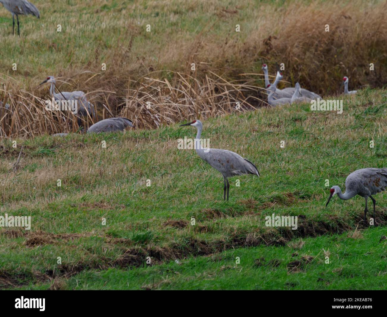 A closeup shot of mass fall migration of sandhill cranes in Indiana ...