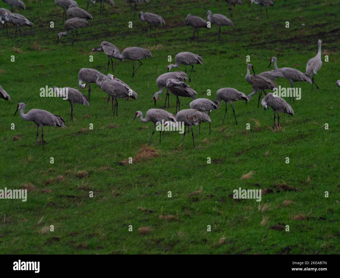 A closeup shot of mass fall migration of sandhill cranes in Indiana ...