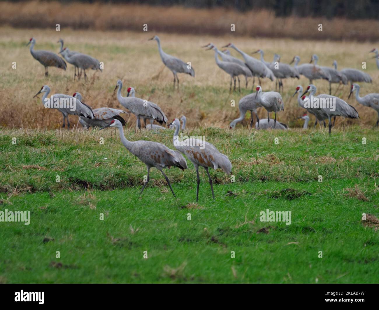 A closeup shot of mass fall migration of sandhill cranes in Indiana ...