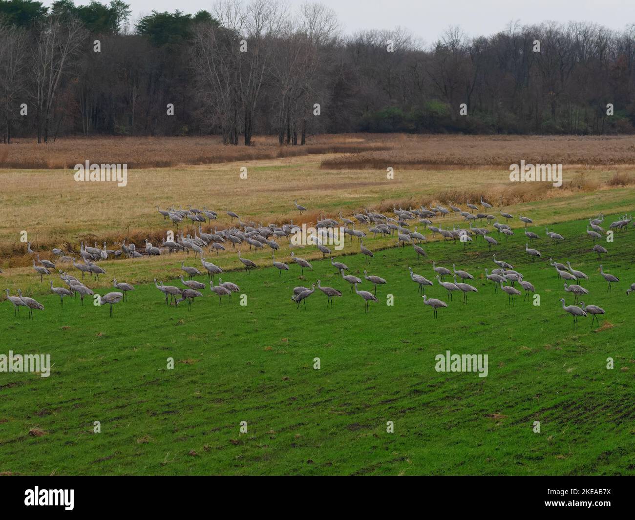 A closeup shot of mass fall migration of sandhill cranes in Indiana ...