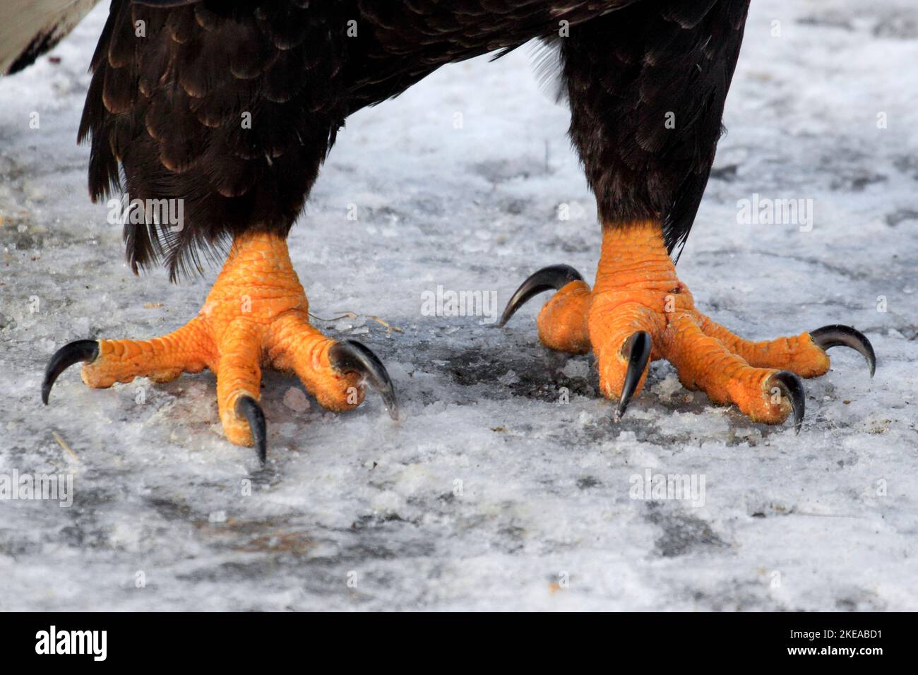 Bald eagle claws close up hi-res stock photography and images - Alamy