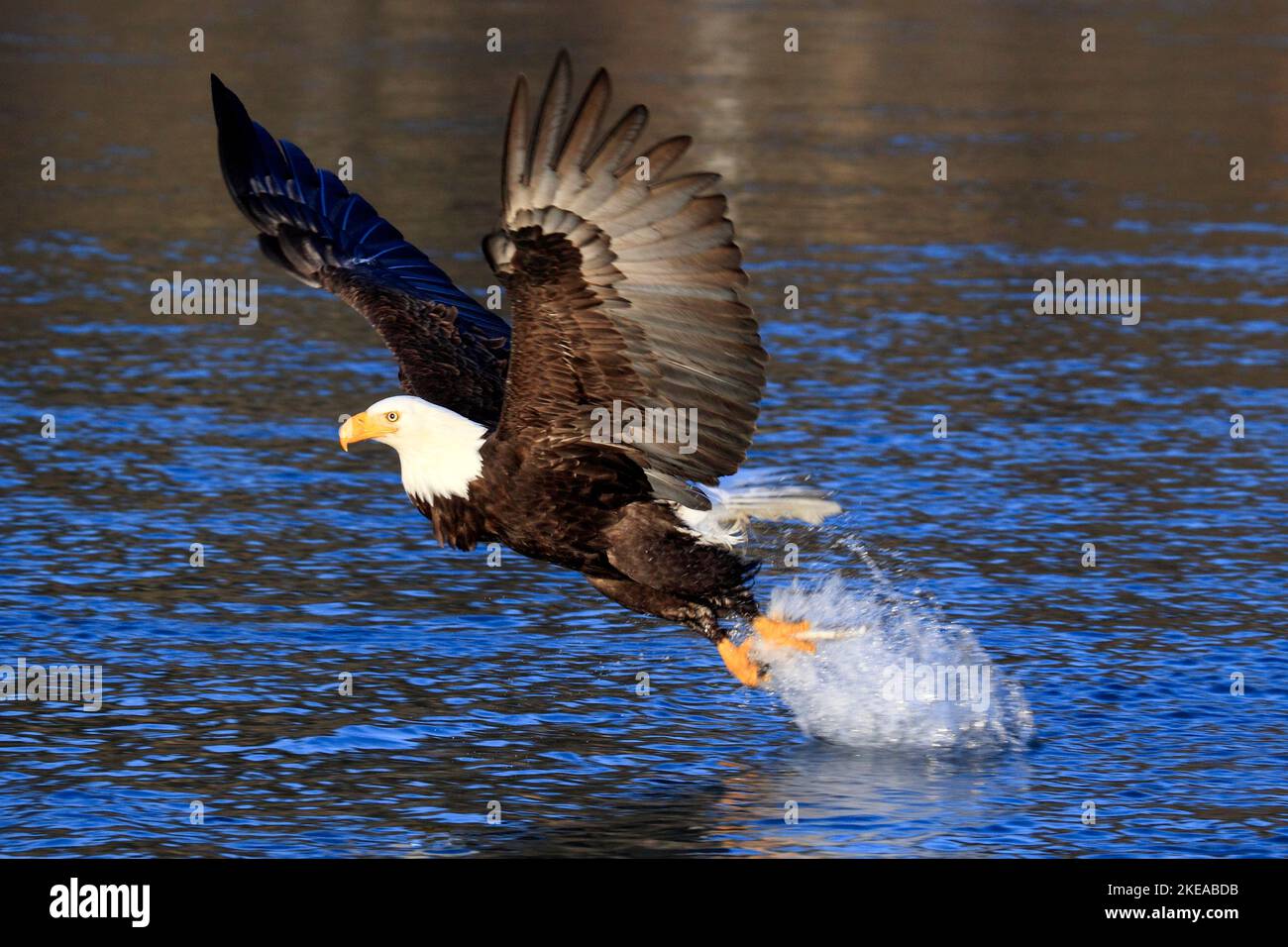 Eagle grabbing fish hi-res stock photography and images - Alamy