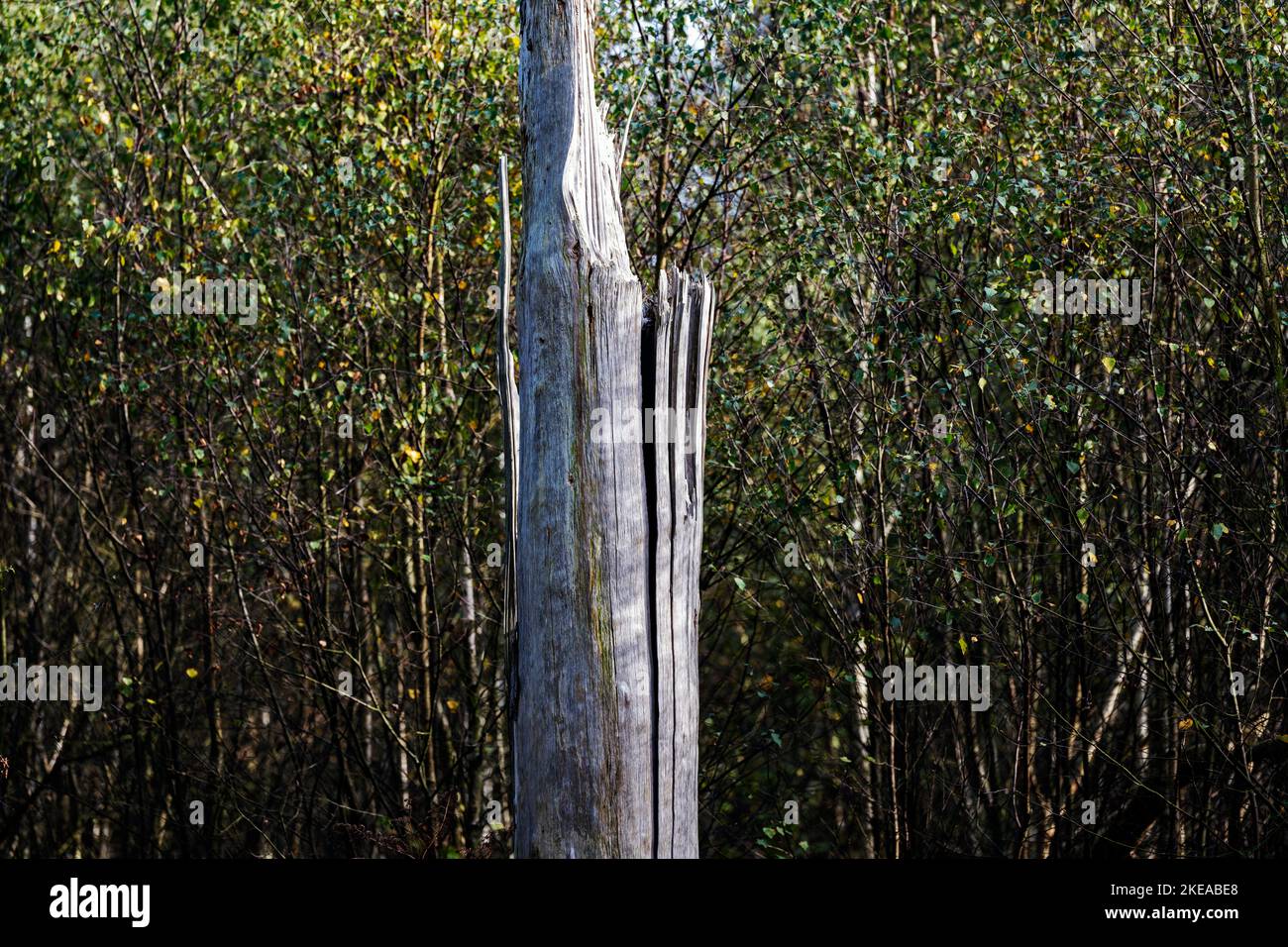 Storm damaged dead tree Stock Photo - Alamy