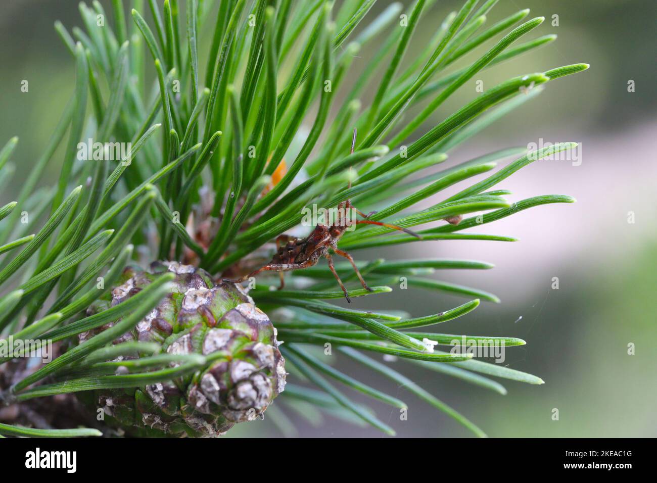 Invasive arthropods insects hi-res stock photography and images - Alamy