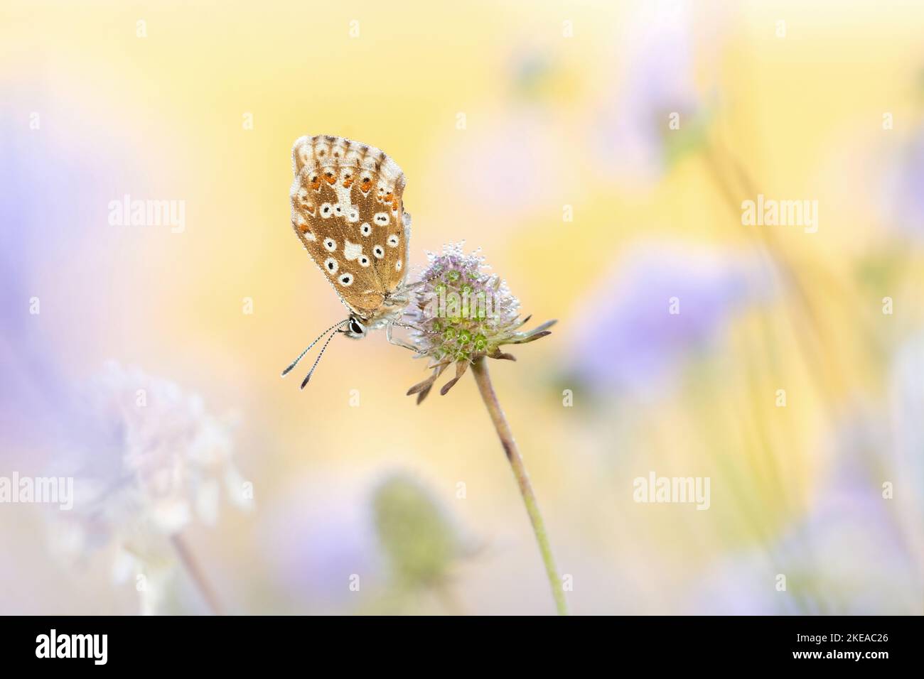 Gossamer winged butterfly hi-res stock photography and images - Alamy