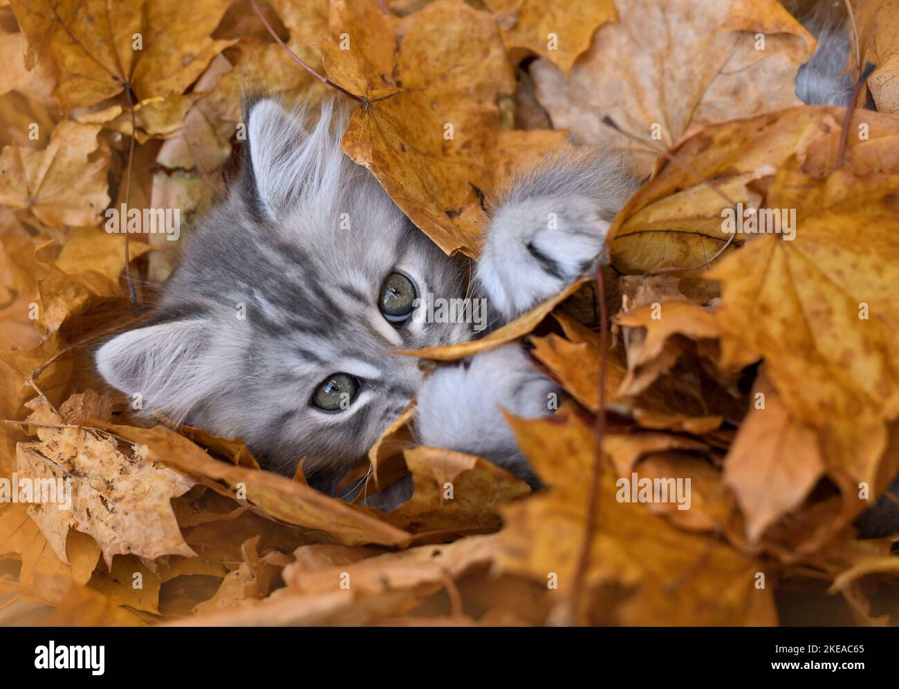 German Longhair kitten Stock Photo - Alamy