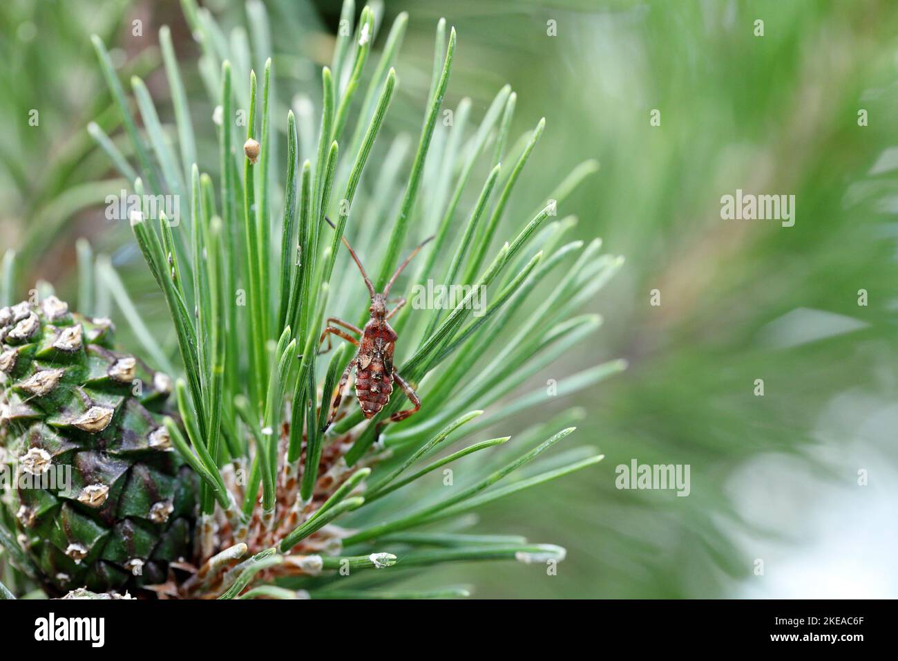 Invasive arthropods insects hi-res stock photography and images - Alamy