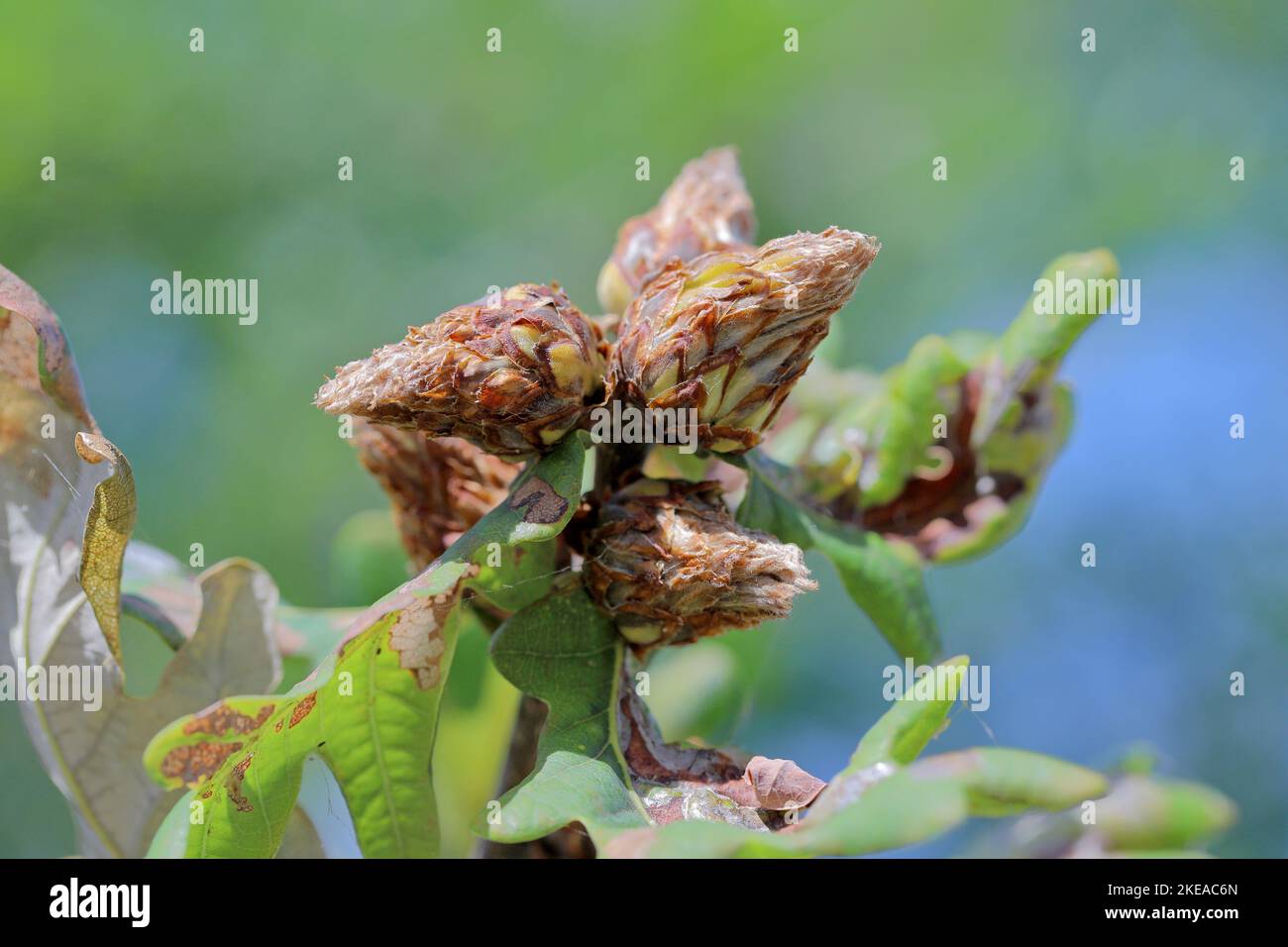 Oak Artichoke Gall Caused By The Gall Wasp Andricus fecundator Stock ...