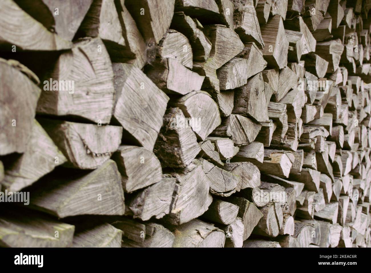 Wood in the forest and for making fire Stock Photo - Alamy