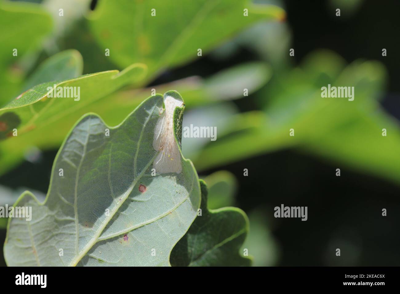 Oak leaf with caterpillar feeding ground. The larva covered with a ...