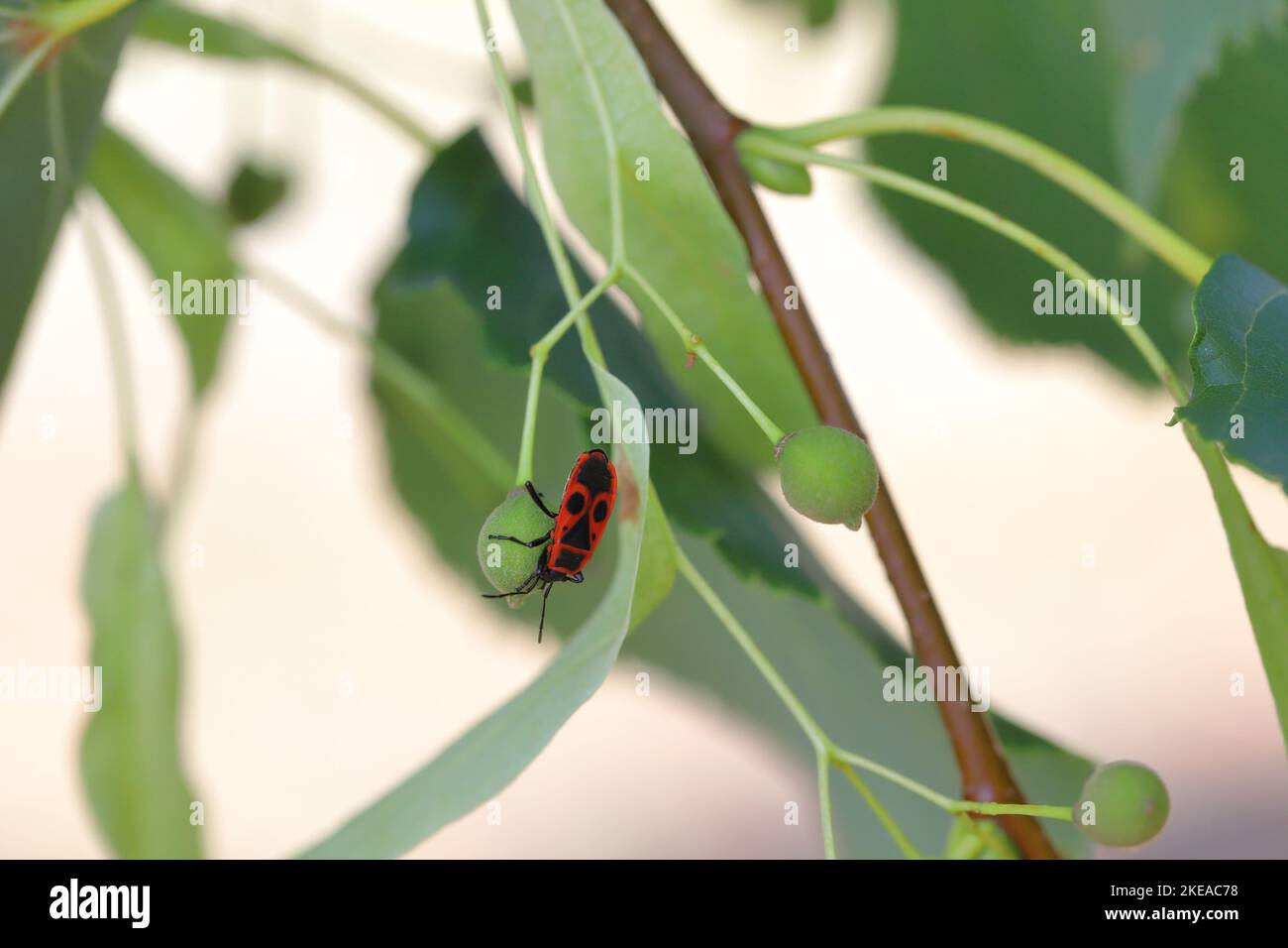 The firebug, Pyrrhocoris apterus, is a common insect of the family ...