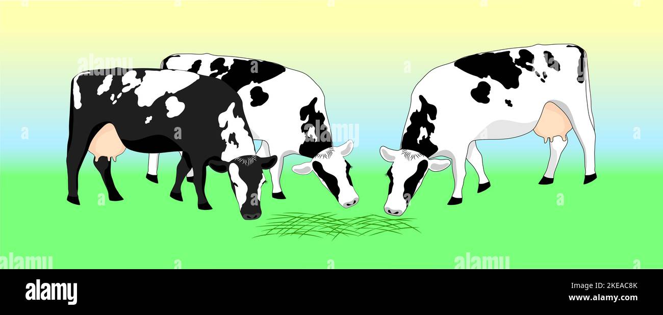Two cash cows graze in a field, eating grass. Milkmaid in the meadow ...